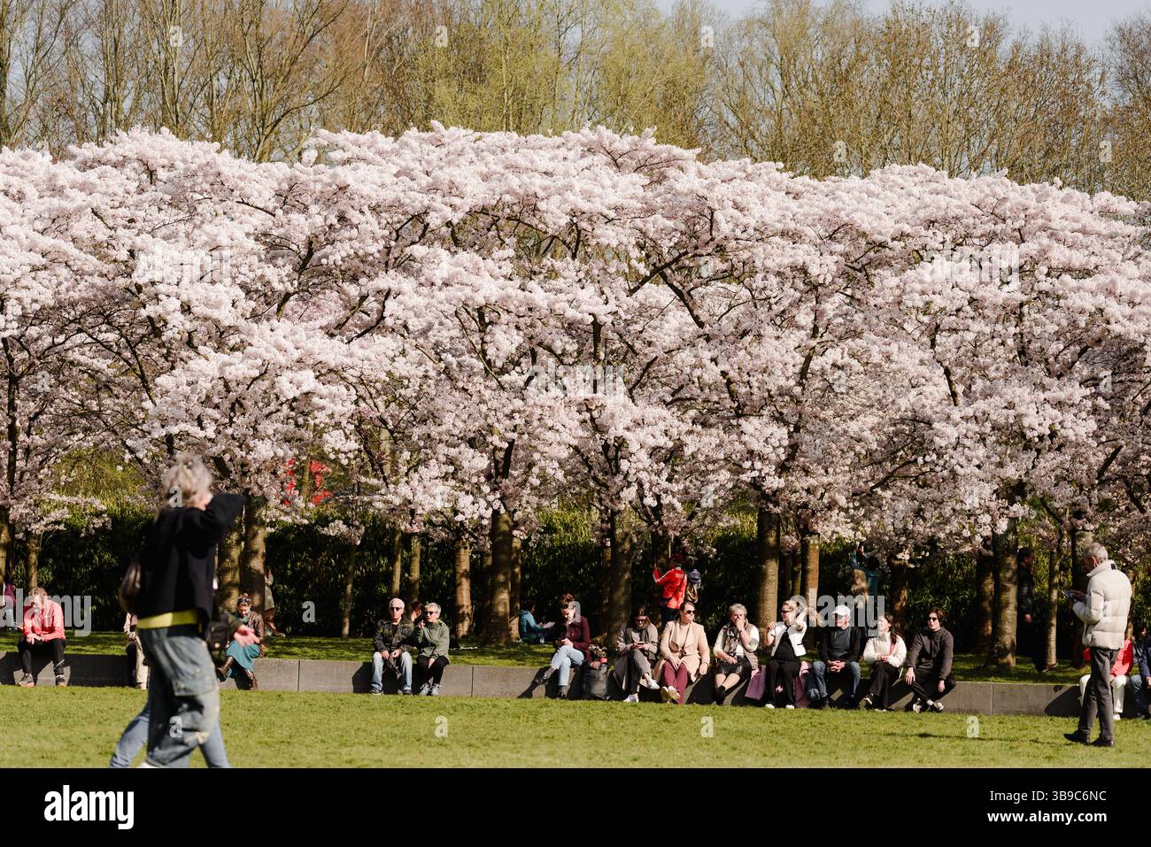 Cherry Blossoms in Amsterdamse Bos Bloesempark Stock Photo - Alamy