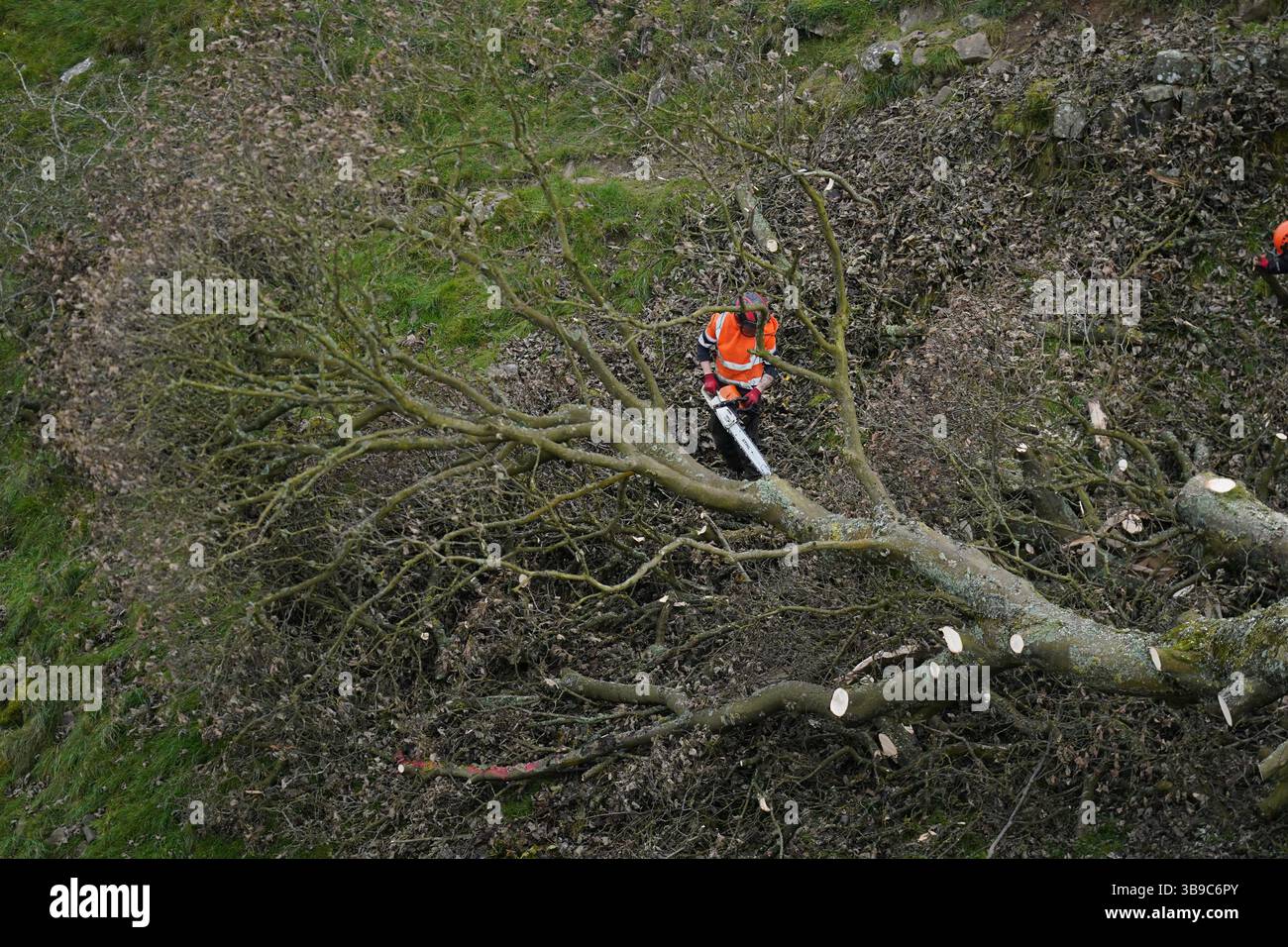 File photo dated 11/10/23 of the removal of the felled Sycamore Gap ...