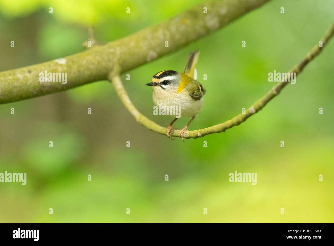 The common firecrest (Regulus ignicapilla), also known as the firecrest ...
