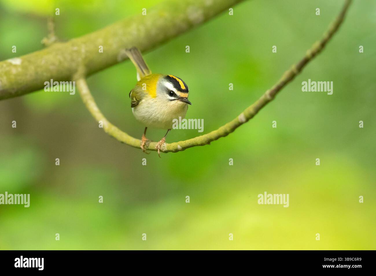 The common firecrest (Regulus ignicapilla), also known as the firecrest ...