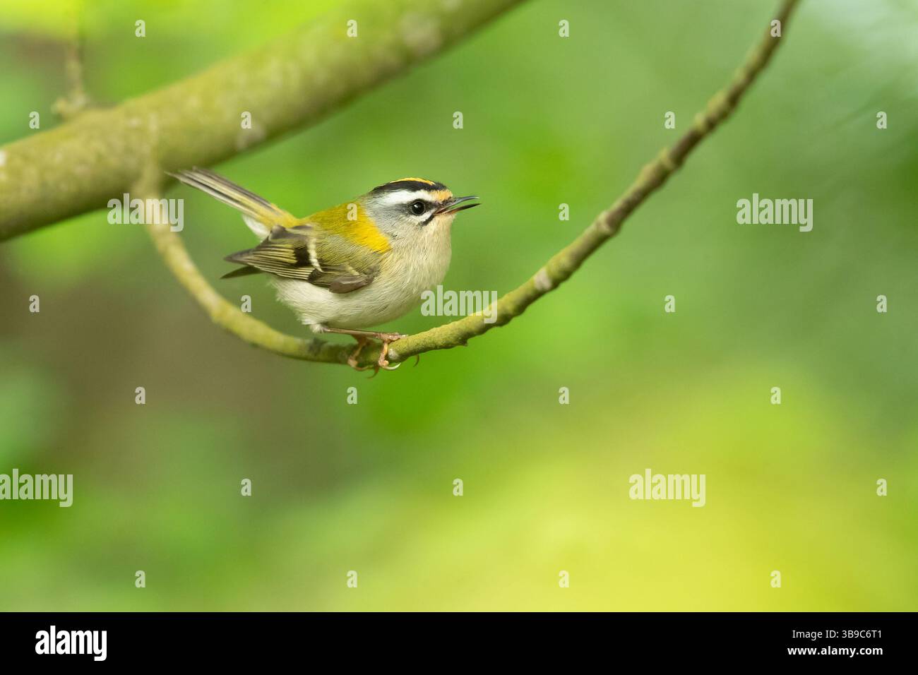 The common firecrest (Regulus ignicapilla), also known as the firecrest ...