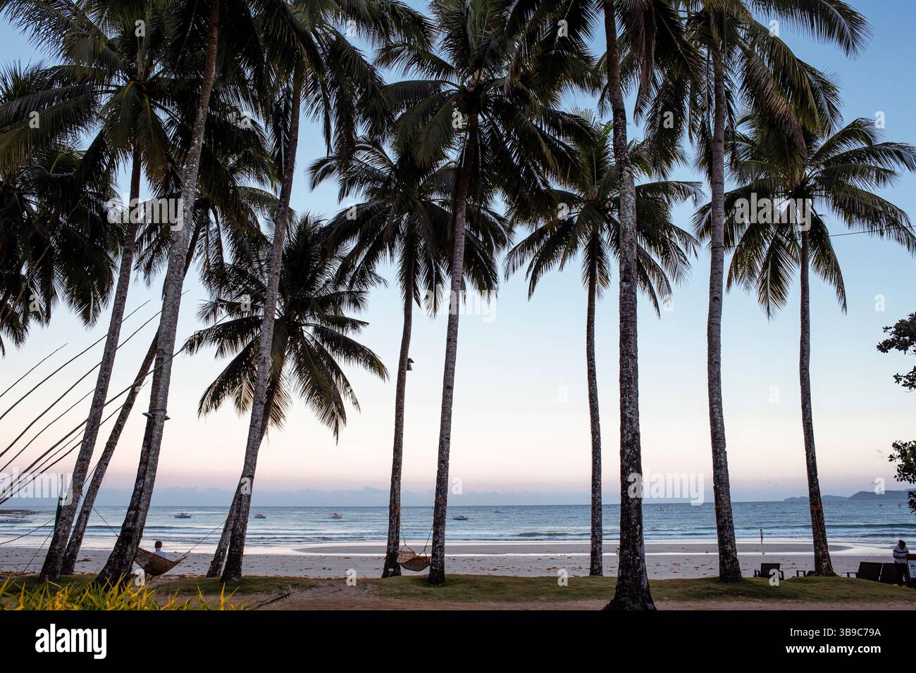 Palm trees on the beach in Philippines Stock Photo - Alamy