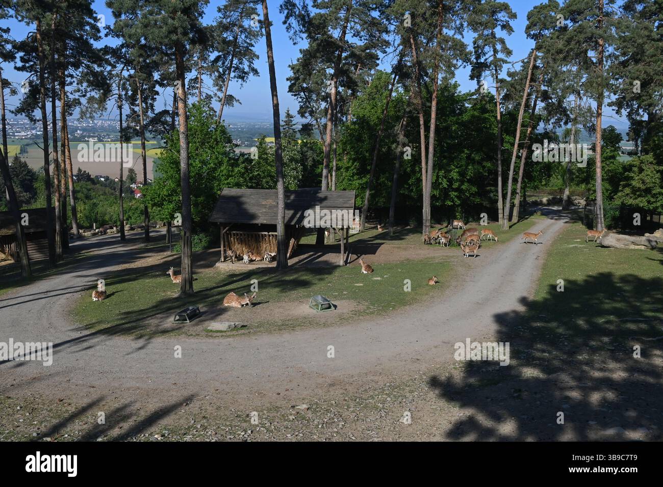 Olomouc, Czech Republic. 09th May, 2025. Six calves of rare Vietnamese ...