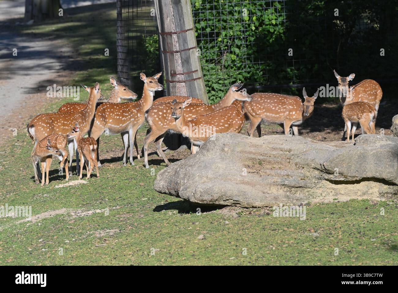 Olomouc, Czech Republic. 09th May, 2025. Six calves of rare Vietnamese ...
