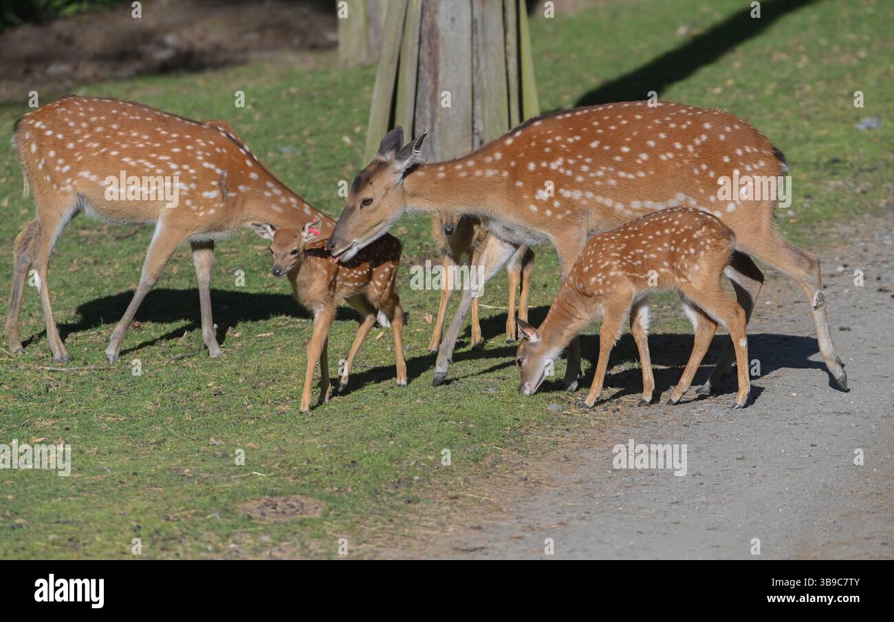 Olomouc, Czech Republic. 09th May, 2025. Six calves of rare Vietnamese ...