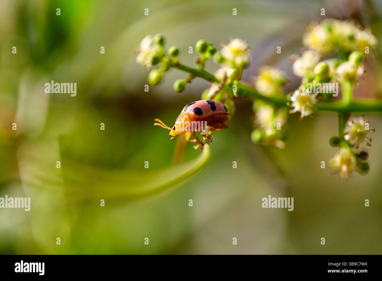 Ladybug colorado potato beetle hi-res stock photography and images - Alamy