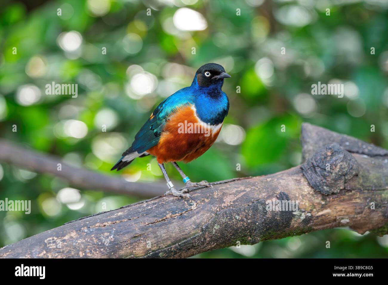 superb starling, Lamprotornis superbus Stock Photo - Alamy