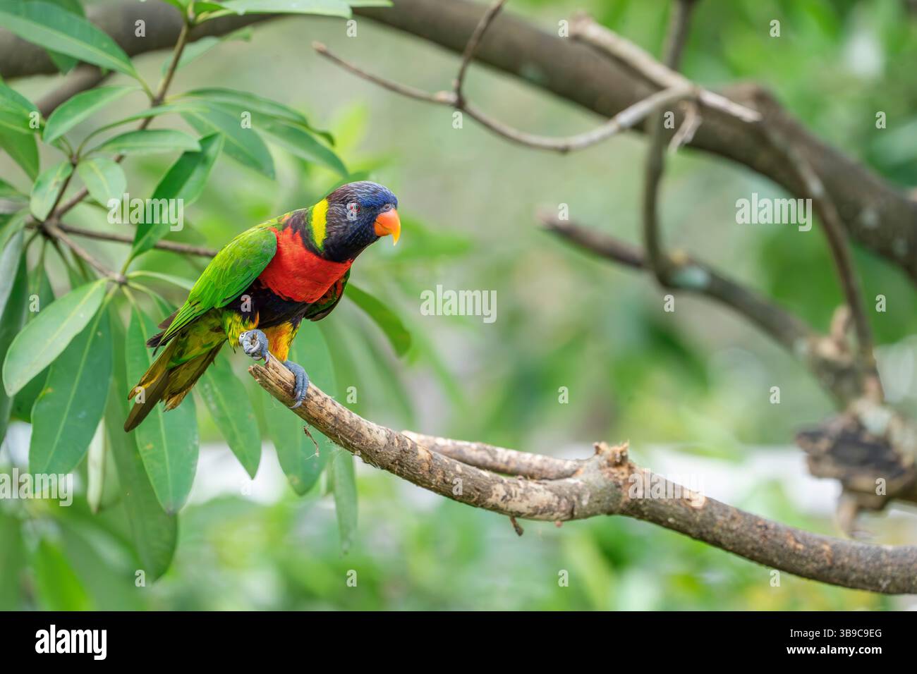 sunset lorikeet, Trichoglossus forsteni forsteni Stock Photo - Alamy