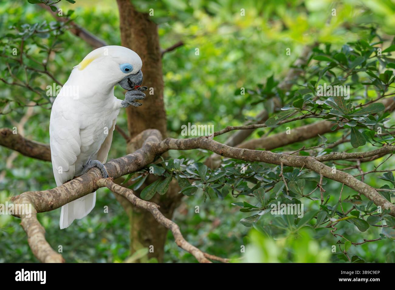 blue-eyed cockatoo, Cacatua ophthalmica Stock Photo - Alamy