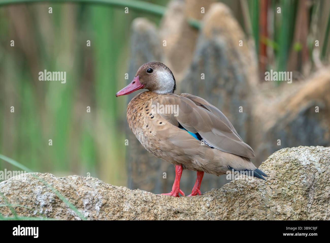 Pato brasileño hi-res stock photography and images - Alamy