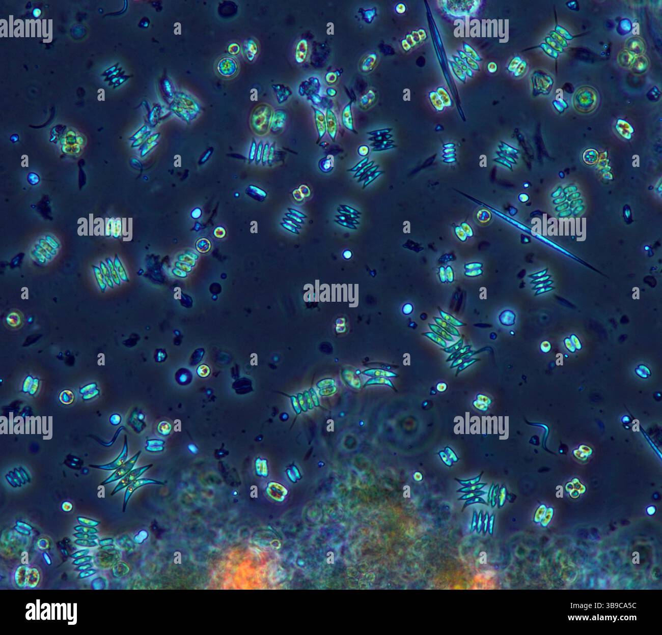 Phase contrast and polarised light micrograph of various tiny green ...