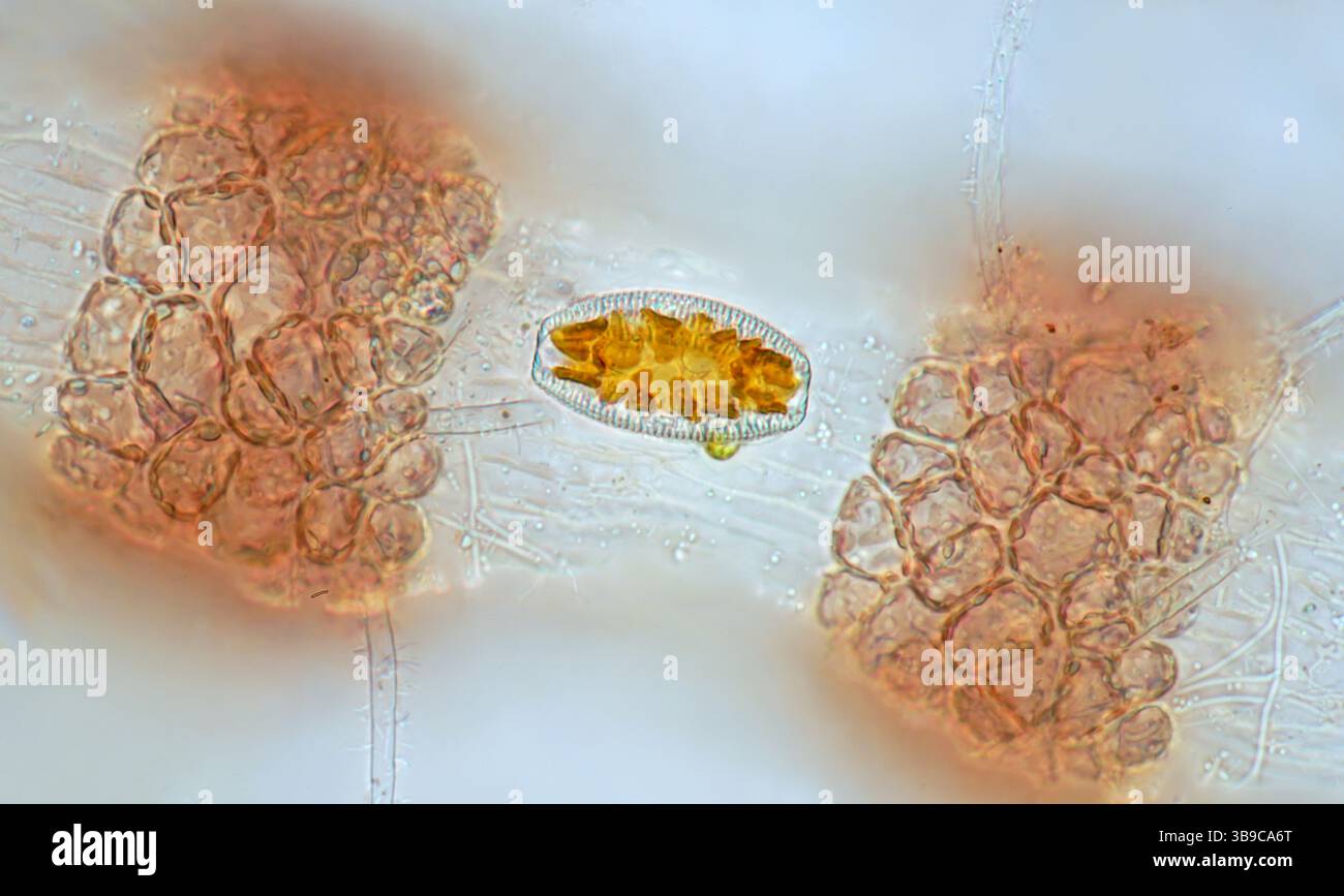 Bright field light micrograph of diatoms attached to red algae from the ...