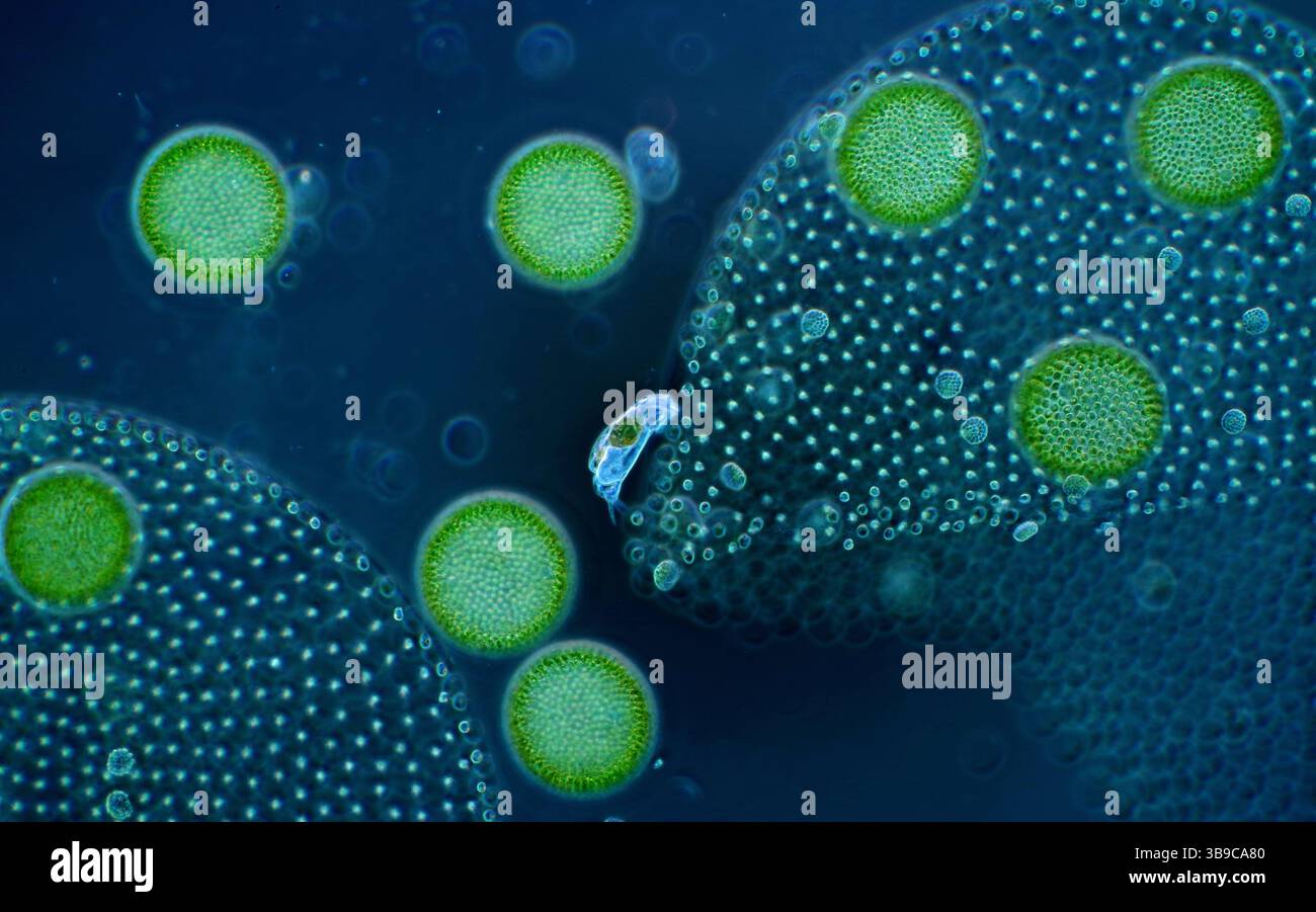 Volvox sp. algae with daughter colonies, light micrograph Stock Photo ...