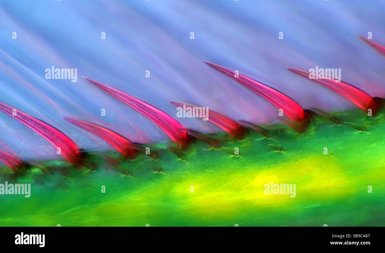 Polarised light micrograph of hairs on the leg of a water boatman ...