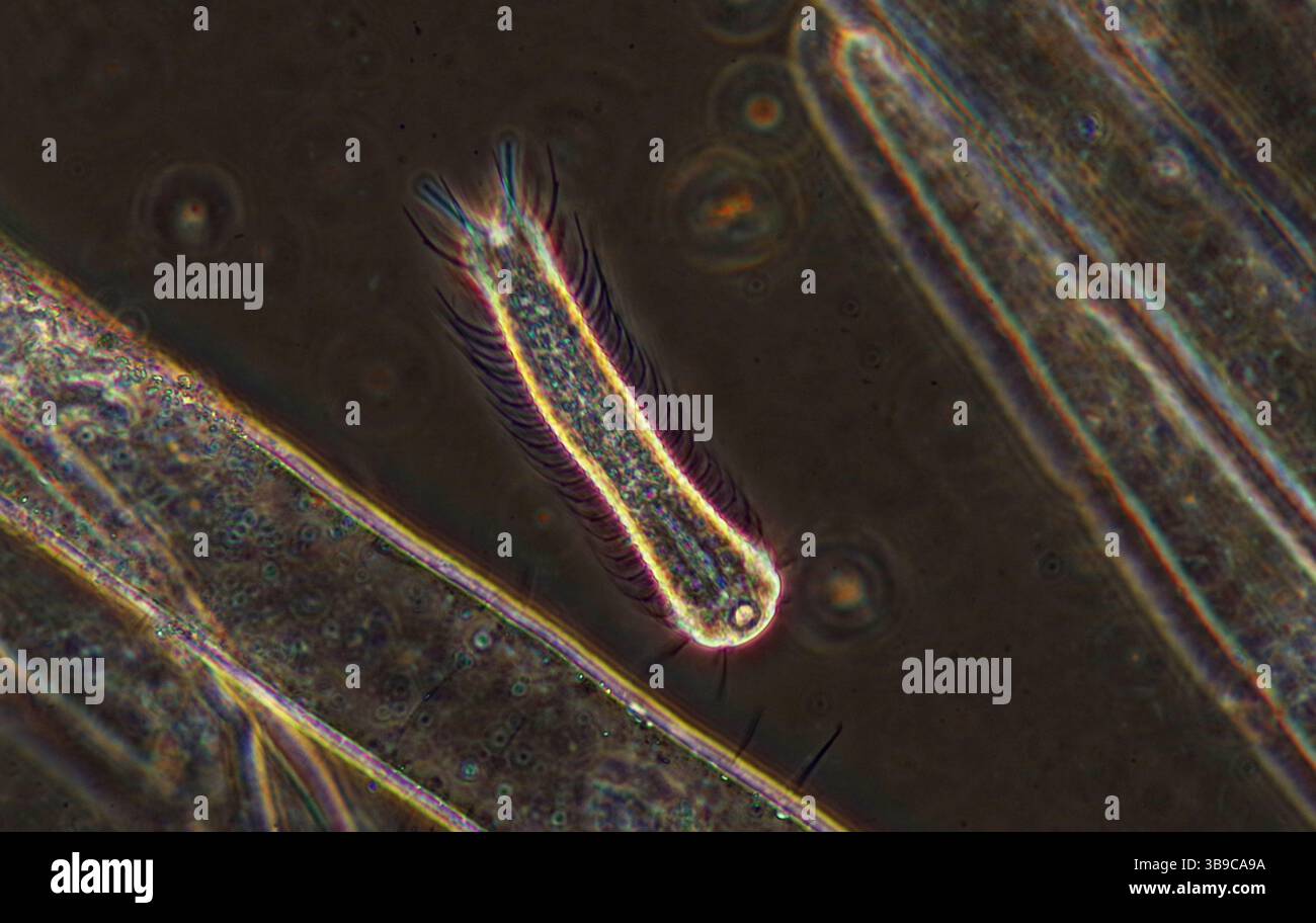 Phase contrast light micrograph of a gastropod. Sea slugs are a type of ...