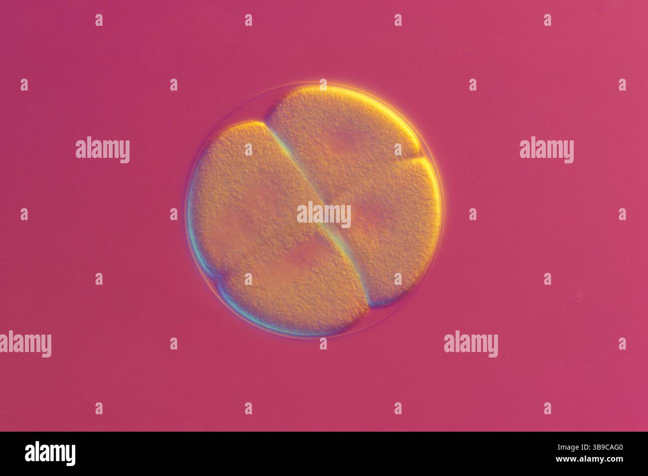 Four cell sea urchin embryo, light micrograph Stock Photo - Alamy