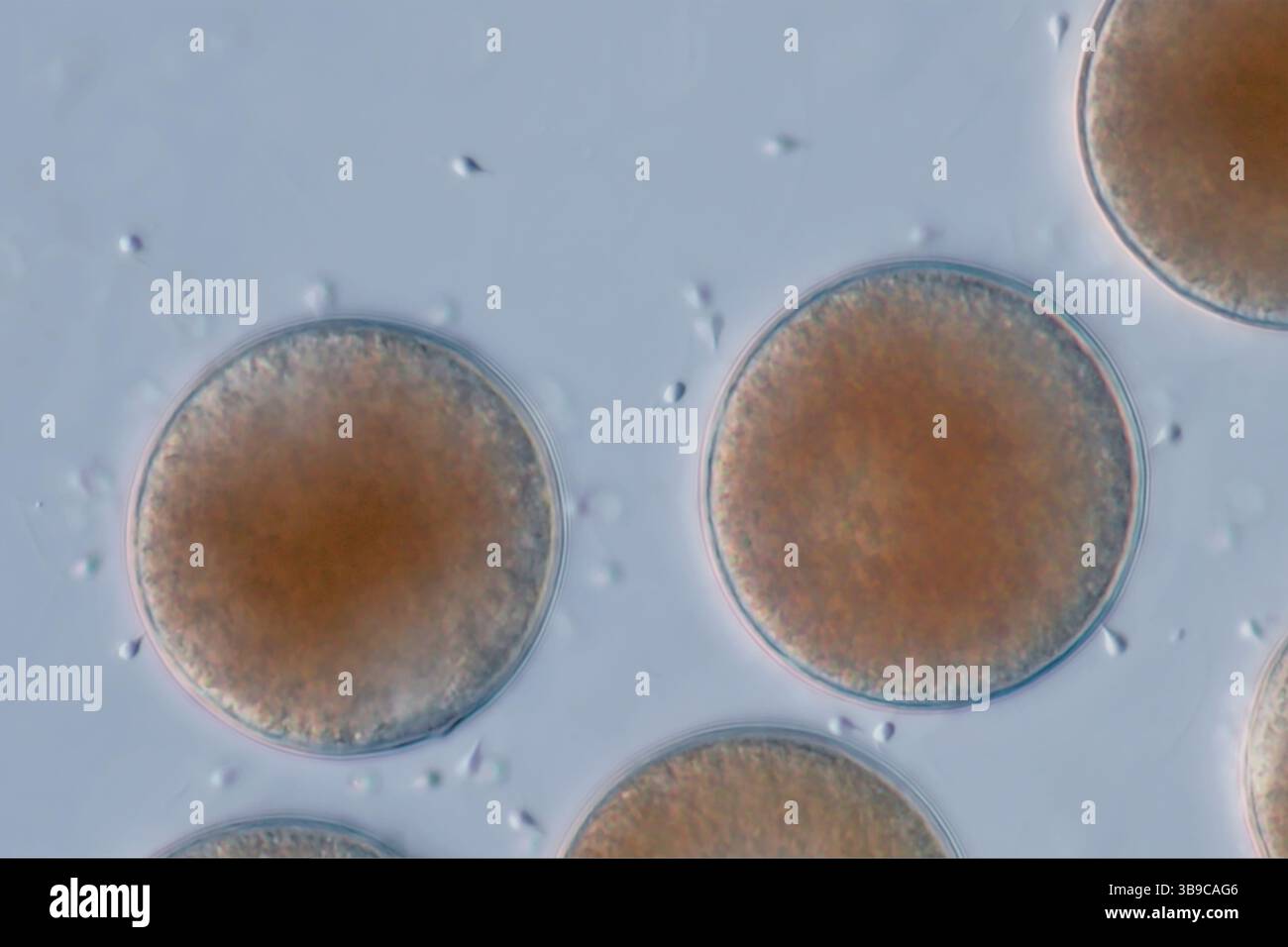 Fertilisation of a mussel egg, light micrograph Stock Photo - Alamy