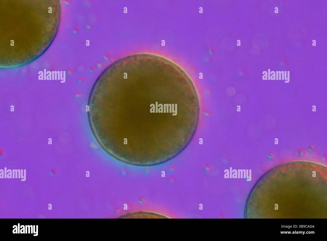 Fertilisation of a mussel egg, light micrograph Stock Photo - Alamy