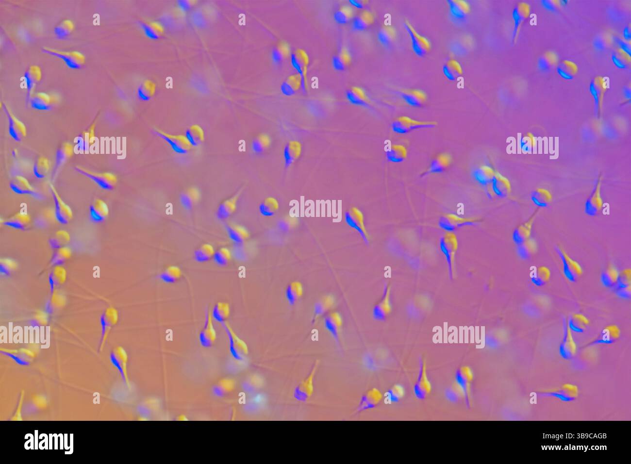 Mussel male reproductive cells, light micrograph Stock Photo - Alamy