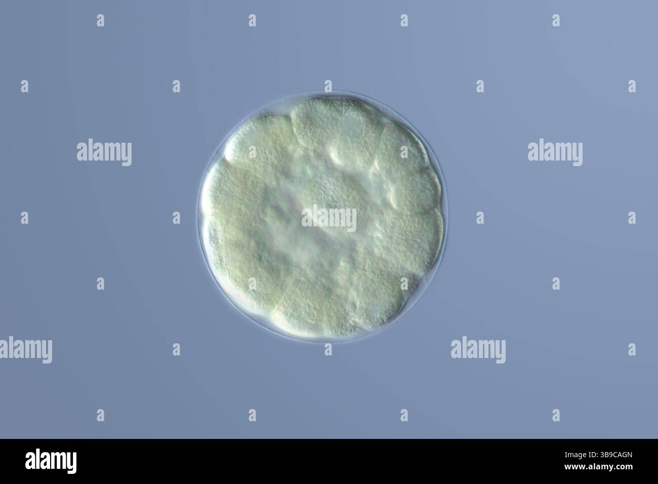 Morula stage of sea urchin embryo, light micrograph Stock Photo - Alamy