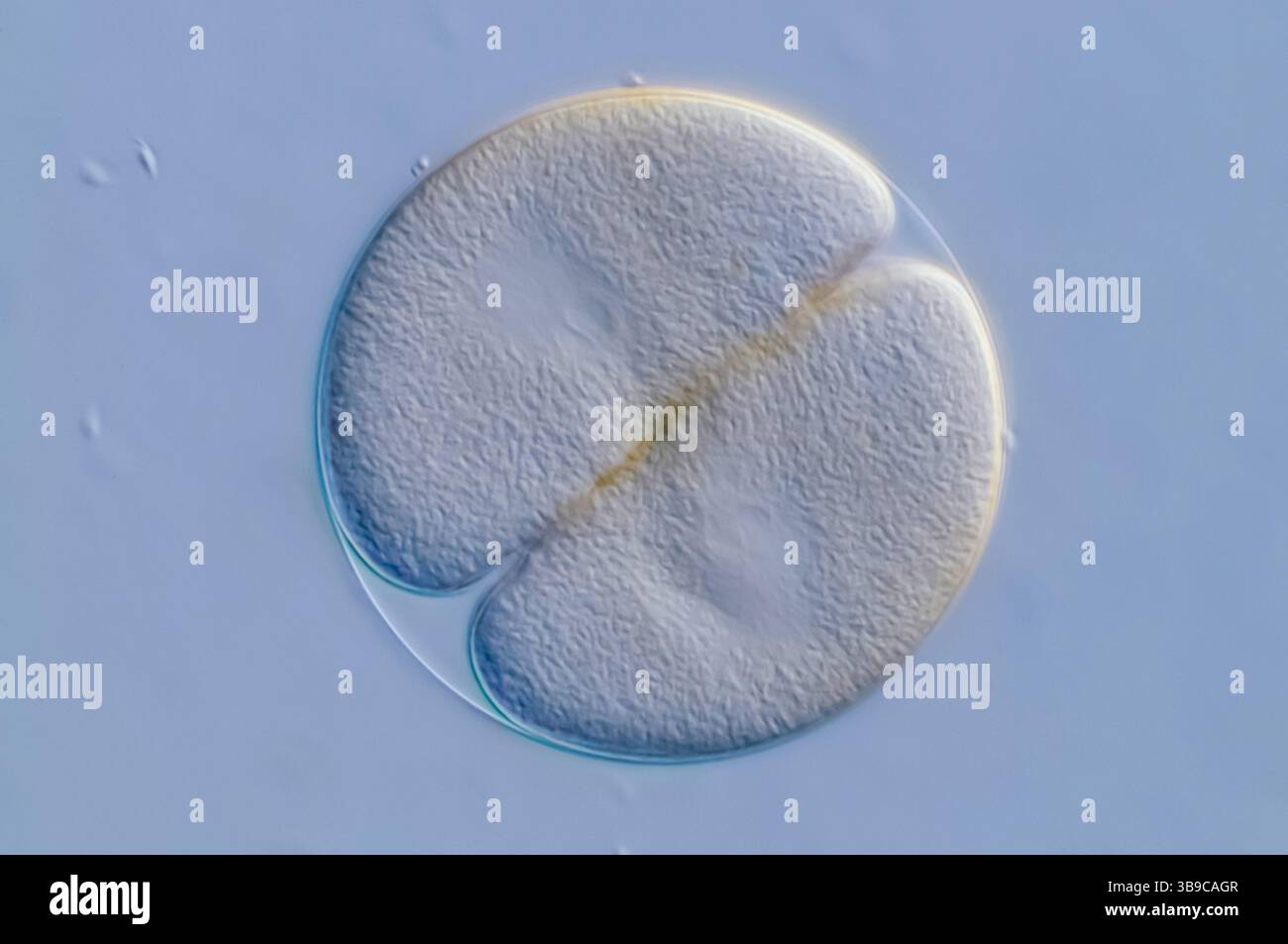 Two cell sea urchin embryo, light micrograph Stock Photo - Alamy