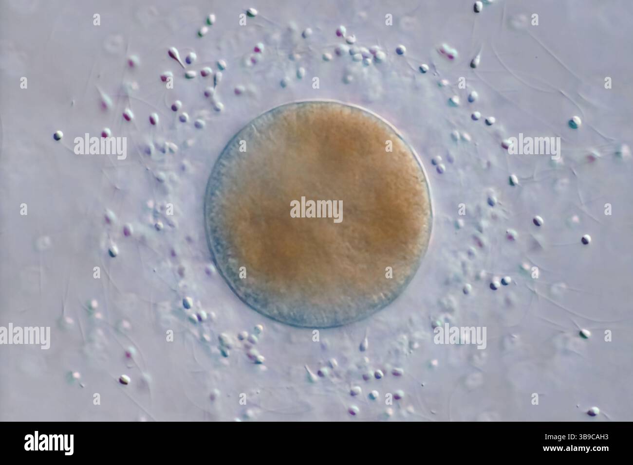 Fertilisation of a mussel egg, light micrograph Stock Photo - Alamy