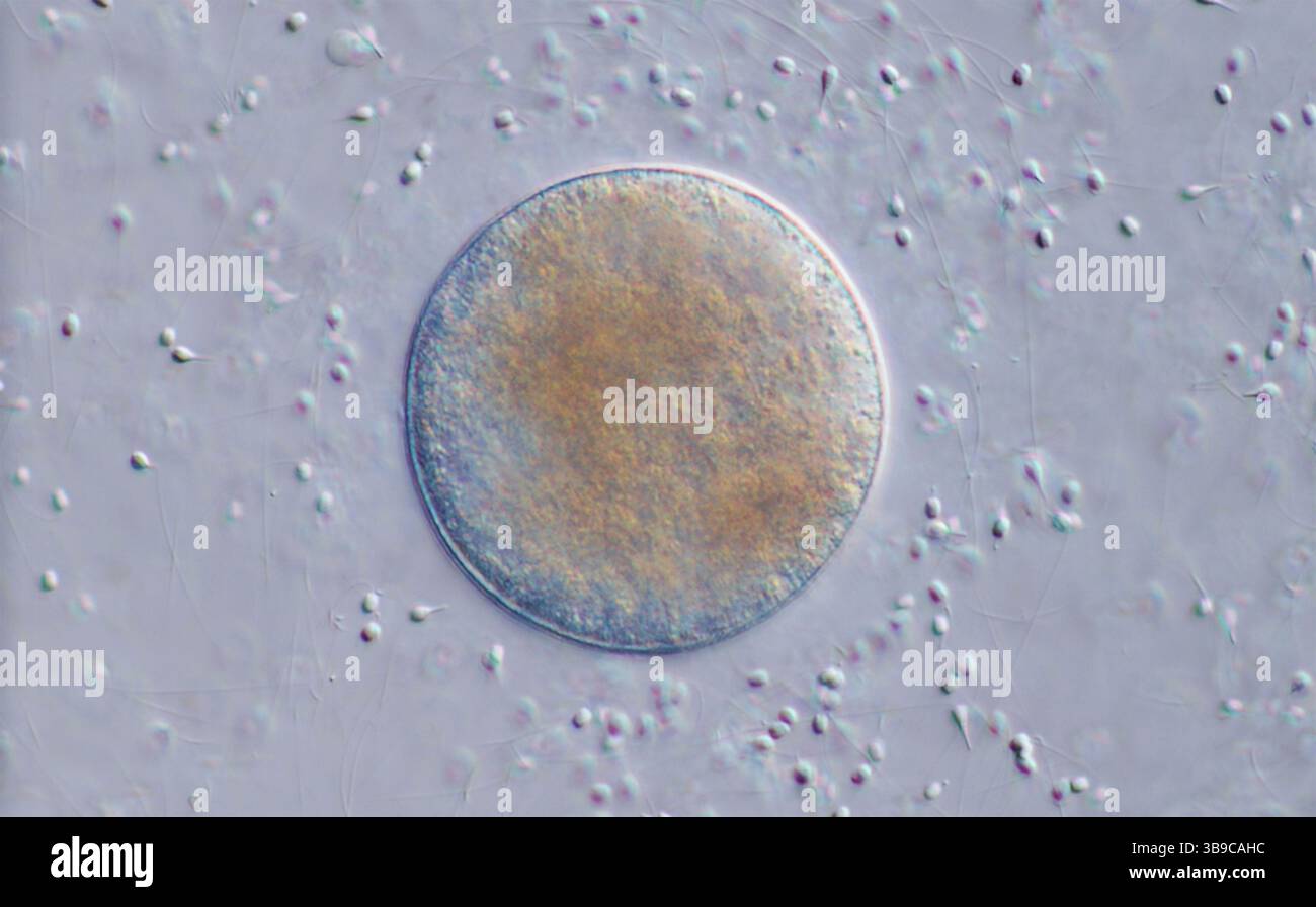 Fertilisation of a mussel egg, light micrograph Stock Photo - Alamy