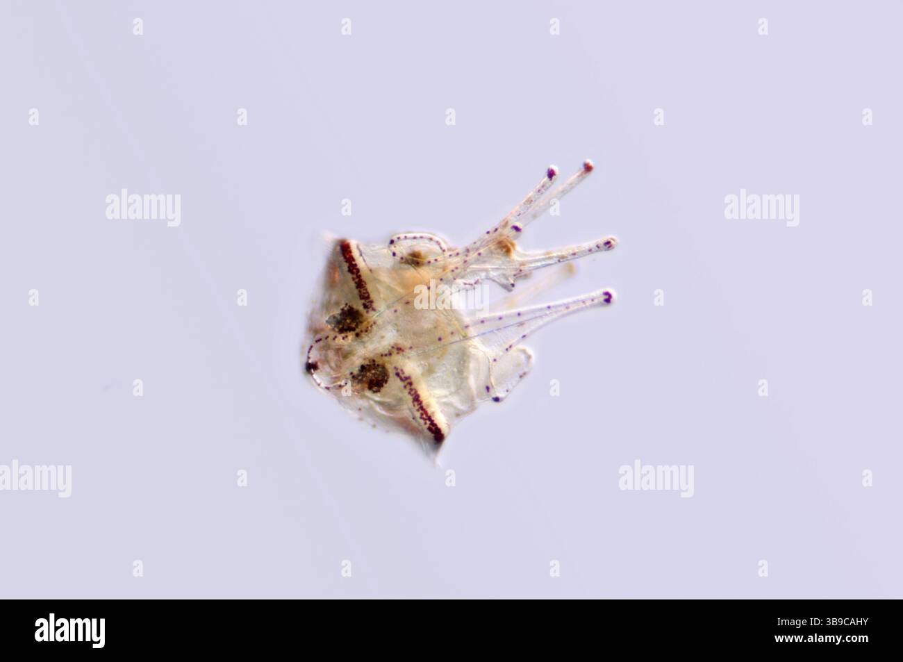 Pluteus stage of sea urchin larva, light micrograph Stock Photo - Alamy