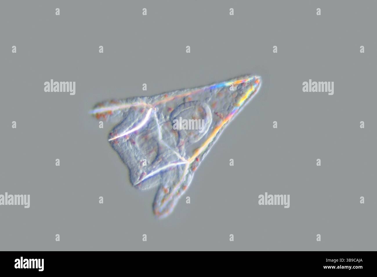 Pluteus stage of sea urchin larva, light micrograph Stock Photo - Alamy