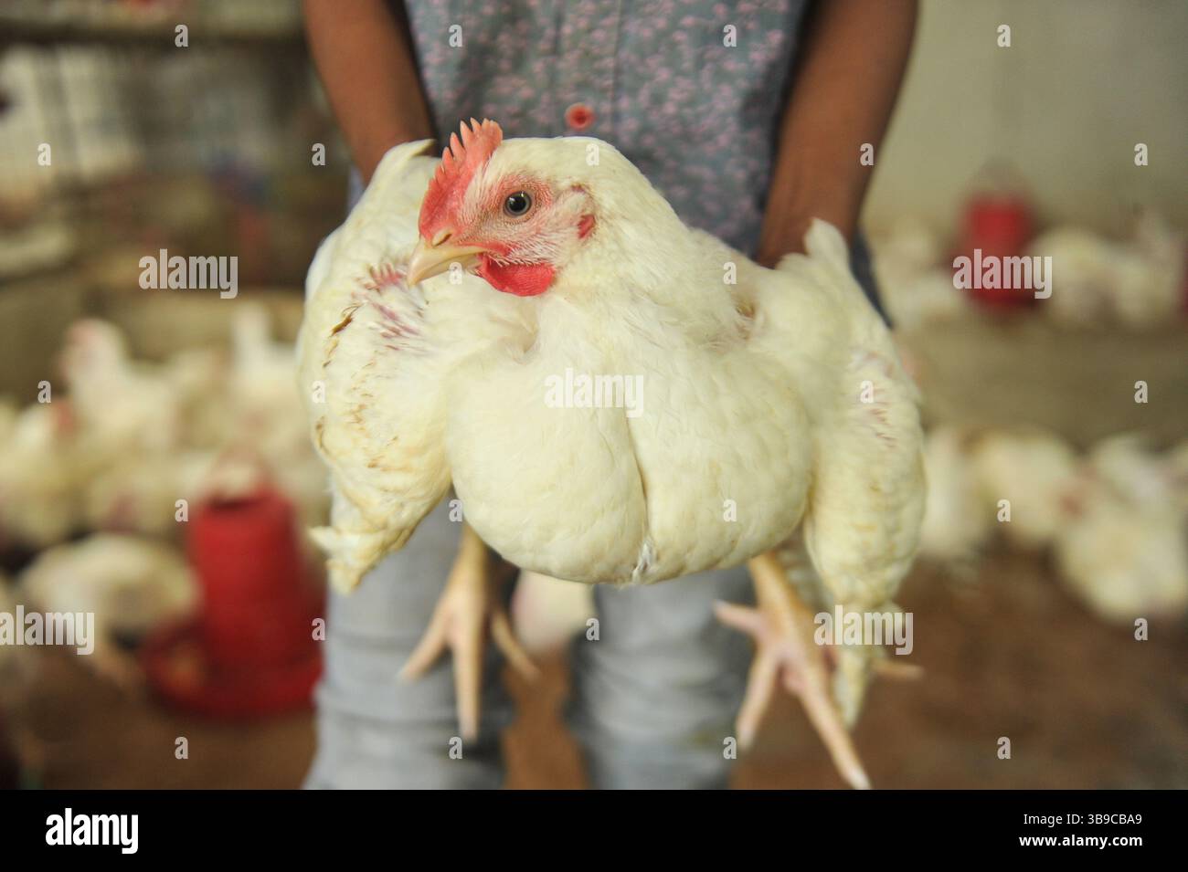Non Exclusive: A farmer shows achicken on a poultry farm. Recently, a ...