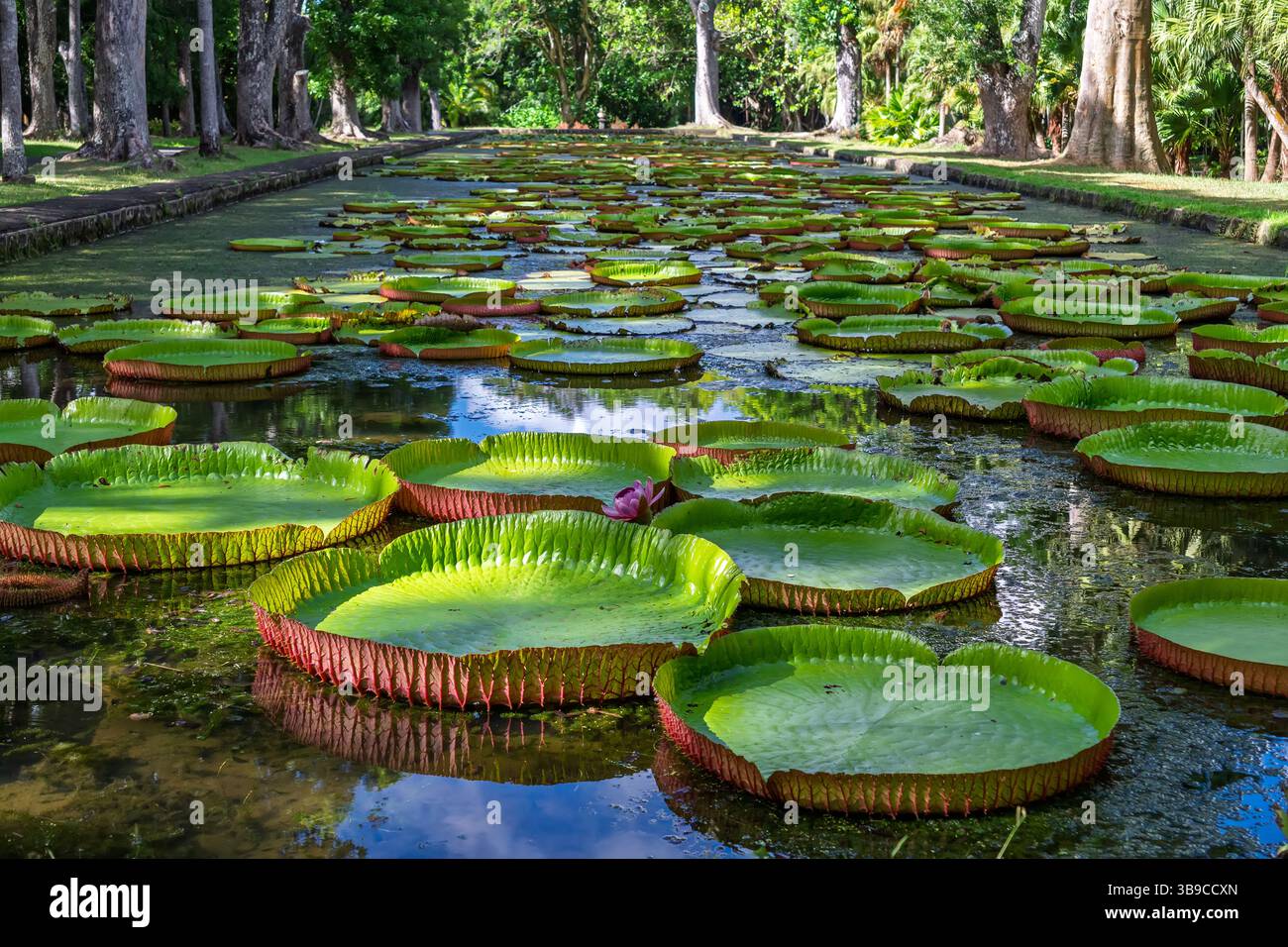 Victoria regia lily hi-res stock photography and images - Alamy