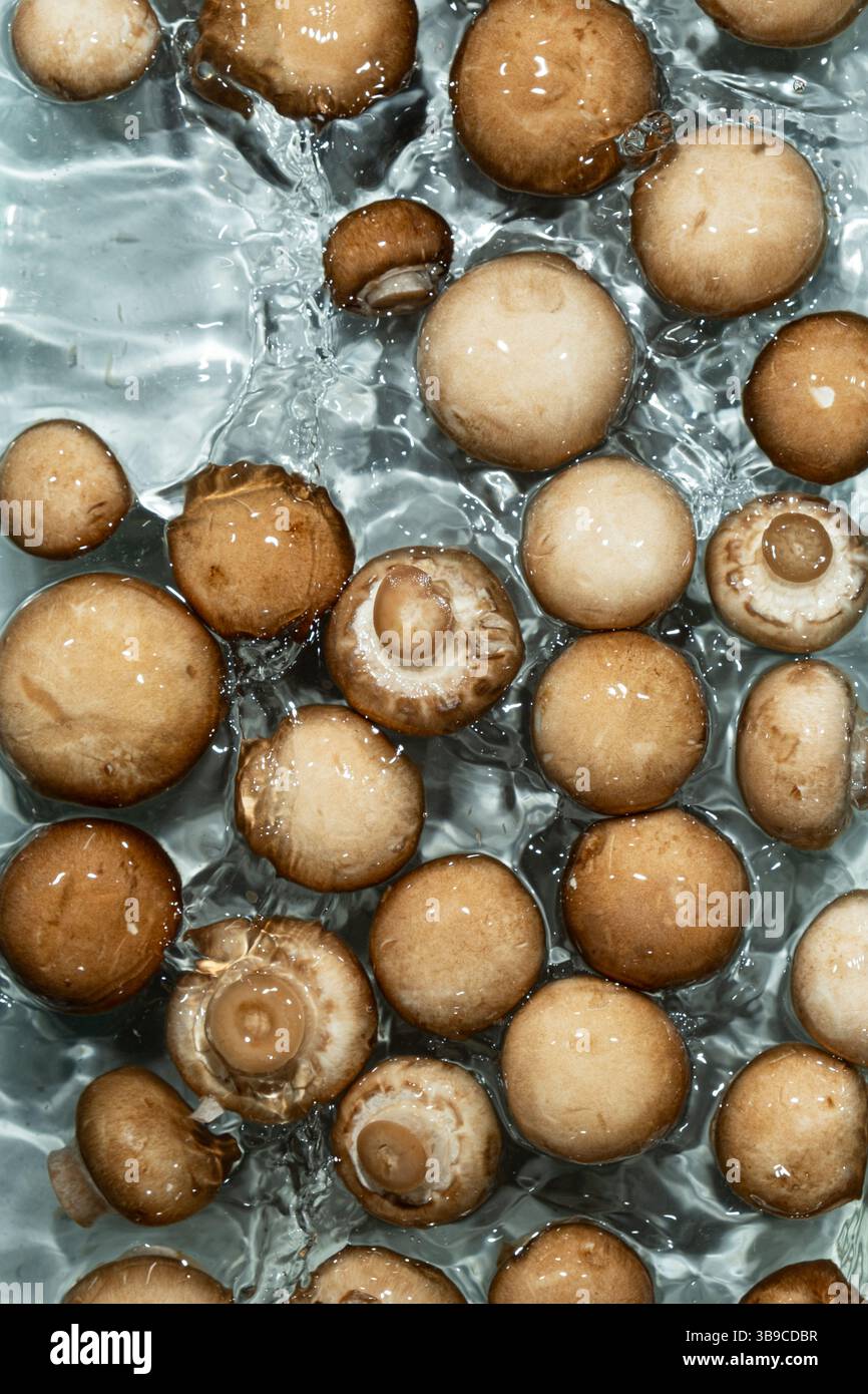 Brown Mushrooms Top View Composition, Champignons in a Water Stock ...