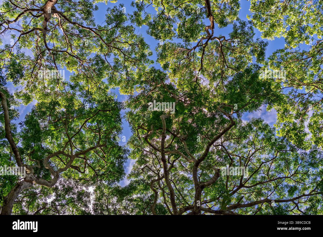 Sunlight Filtering Through Tall Tree Canopy: Green Foliage Against Blue Sky.Forest Canopy from ...