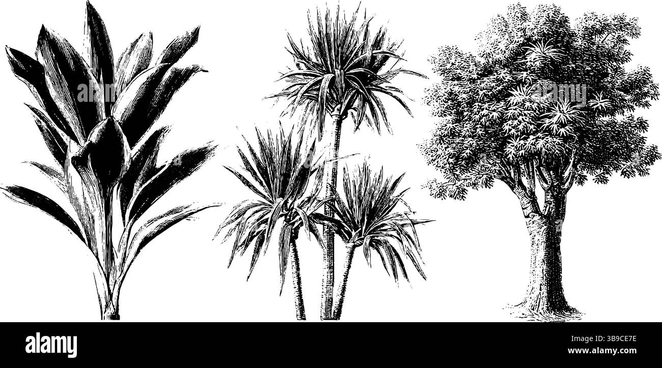 Vintage botanical illustration set of cane, palm, and pandanus trees ...