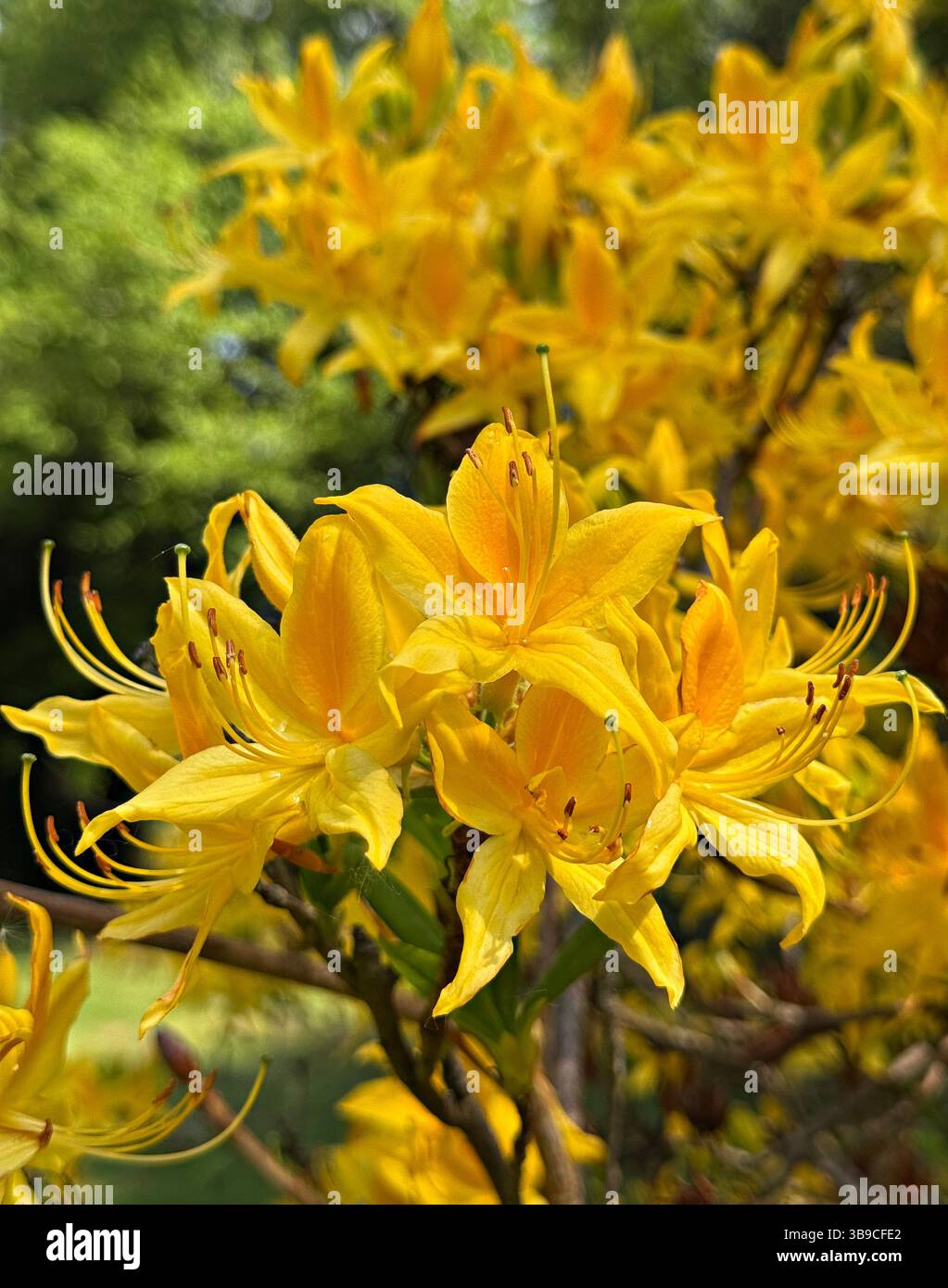 Yellow azalea in spring 2025 Stock Photo - Alamy