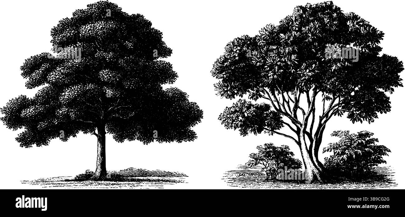 Intricate engraving of teak and mahogany trees for botanical design ...