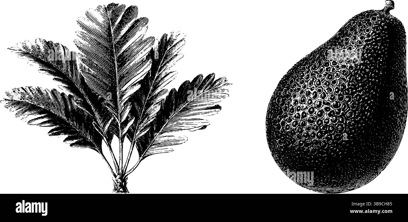 Betel nut texture Stock Vector Images - Alamy