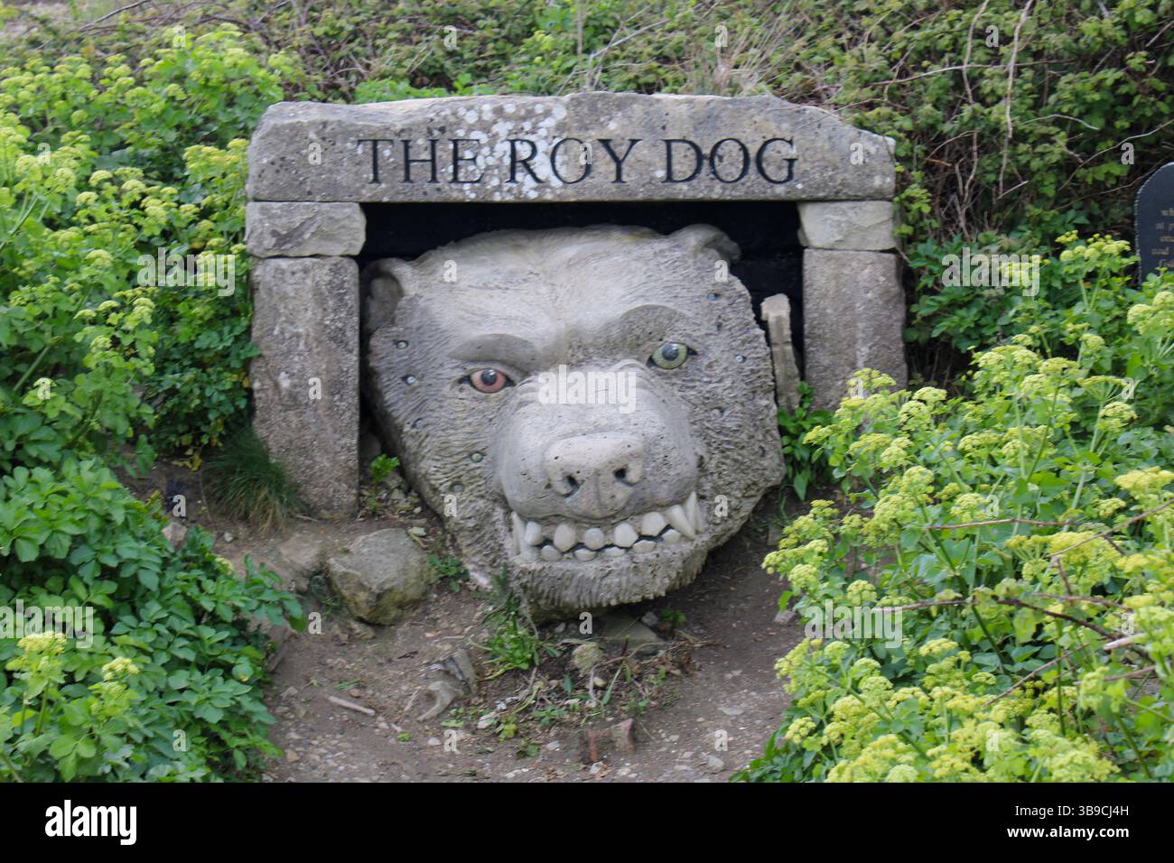 Roy dog hi-res stock photography and images - Alamy