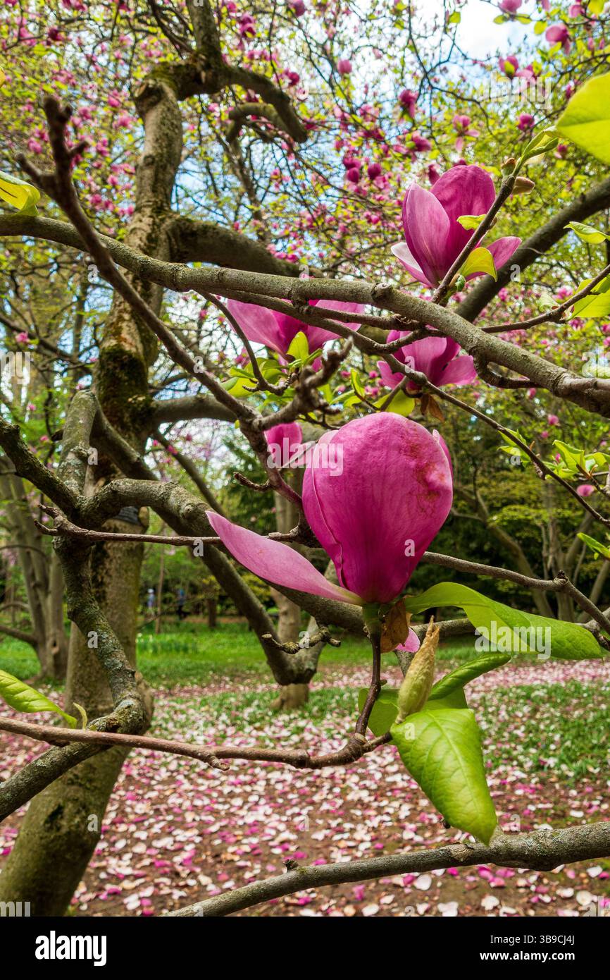 Magnolia flowers in park hi-res stock photography and images - Alamy
