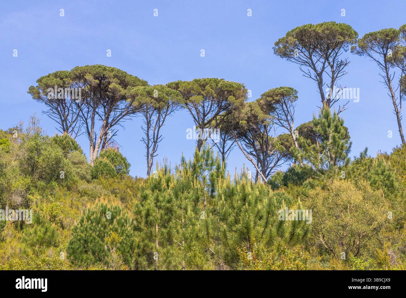 Evergreen trees growing in the forest of tapada nacional de mafra under ...