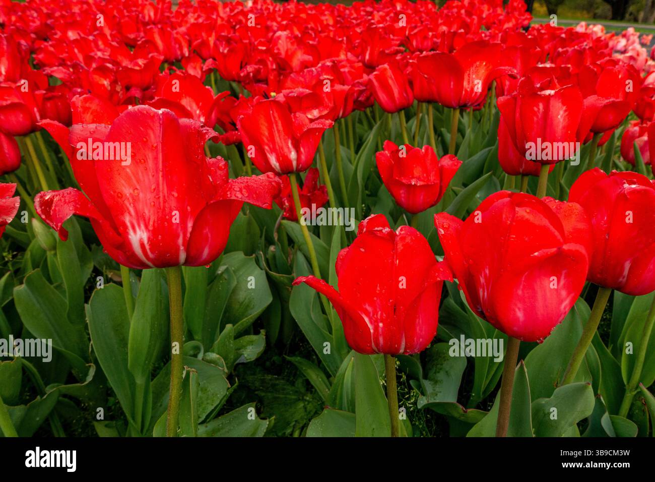 Tulips growing in Spring Stock Photo - Alamy