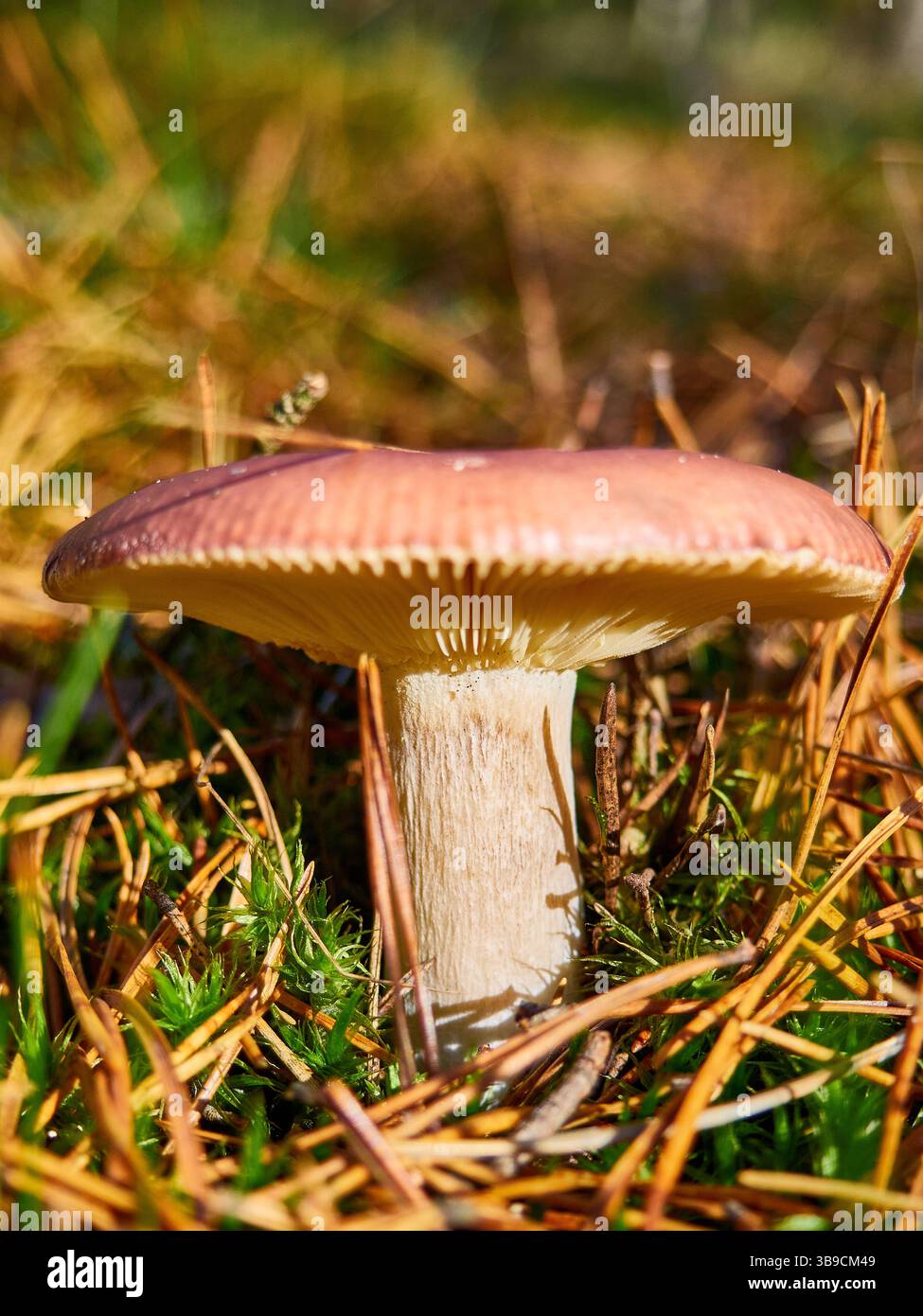 Russula sardonia, commonly known as the primrose brittlegill Stock ...