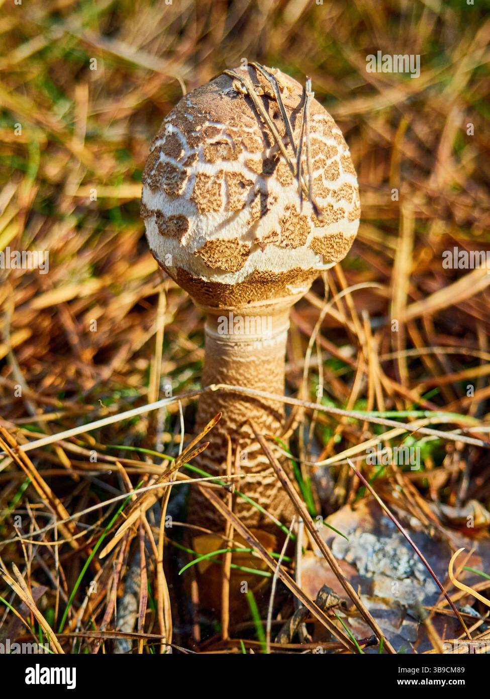 Macrolepiota procera garden fungi hi-res stock photography and images ...