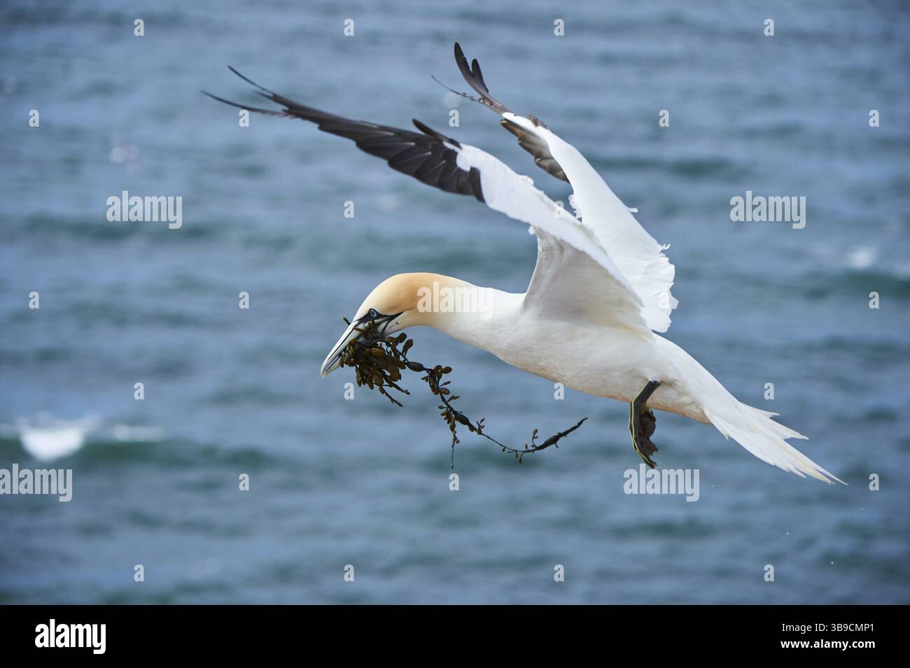 Northern gannet (Morus bassanus) flying over the sea with rivet ...