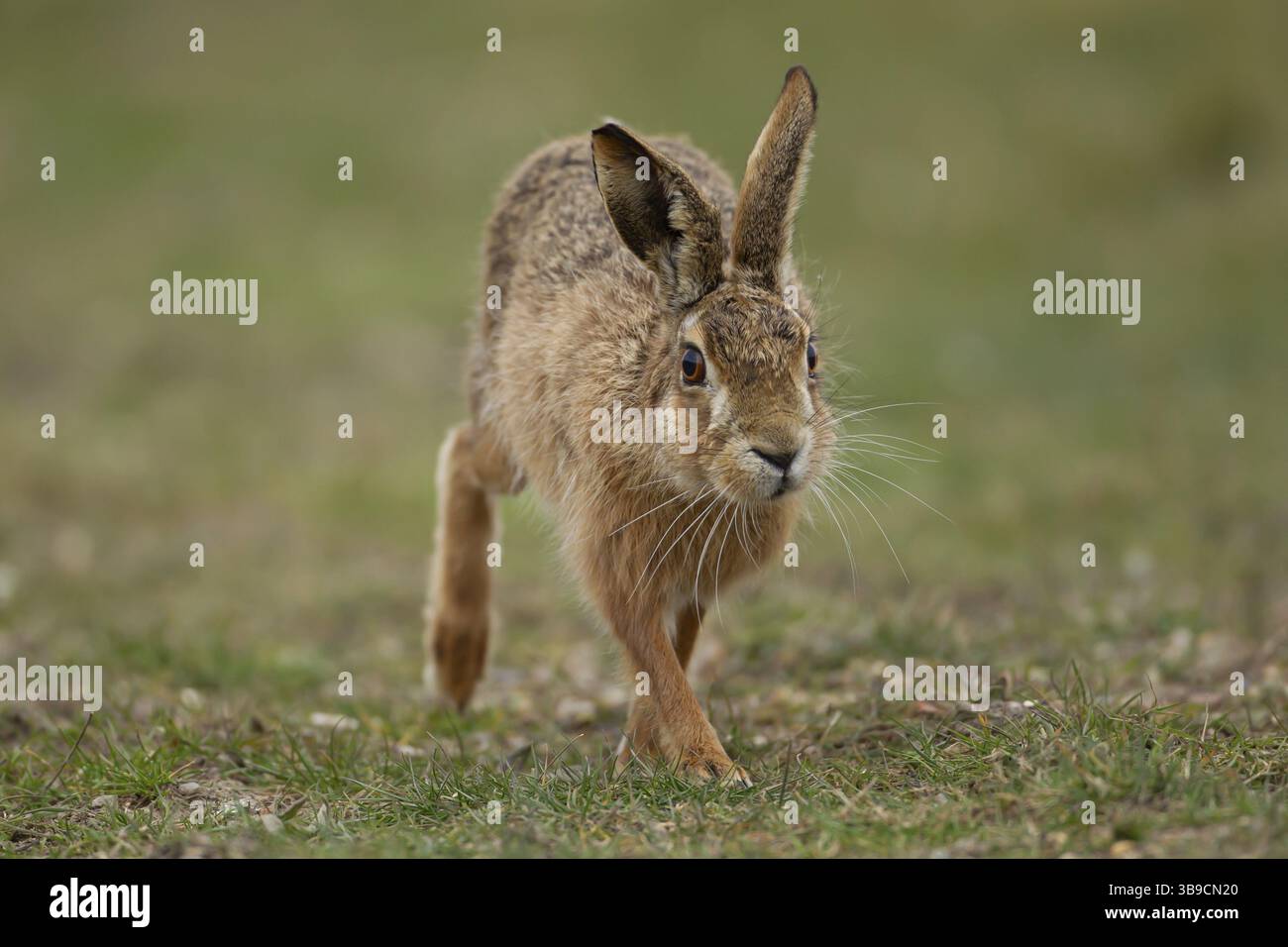European brown hare (Lepus europaeus) adult animal running in grassland ...