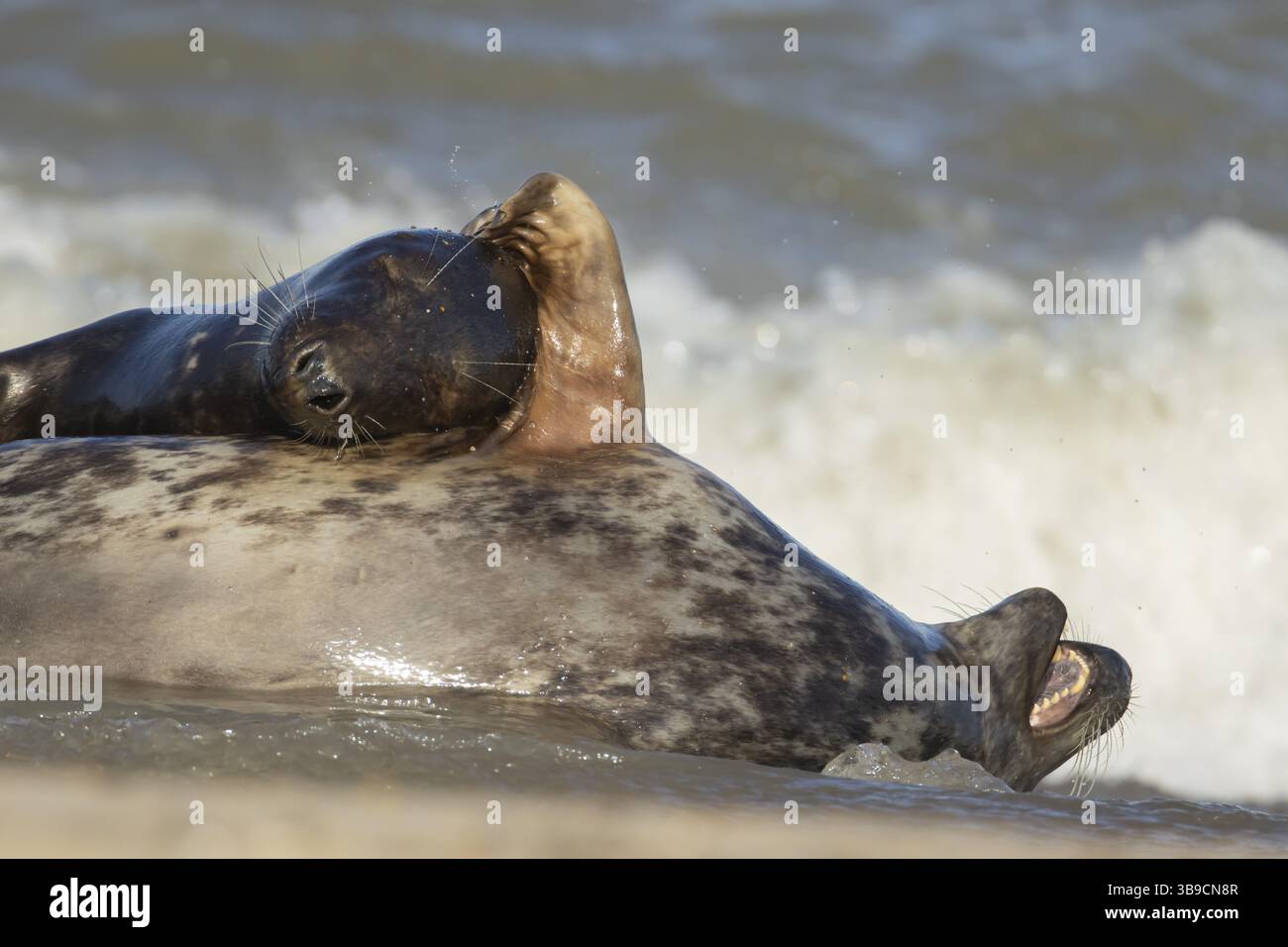 Grey seal (Halichoerus grypus) adult animal hugging another seal whilst ...