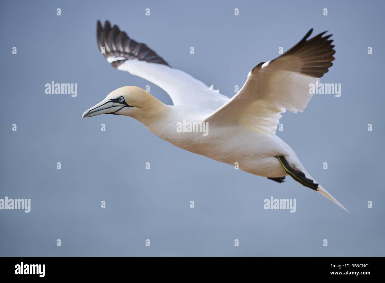 Northern gannet (Morus bassanus) flying over the sea, wildlife ...