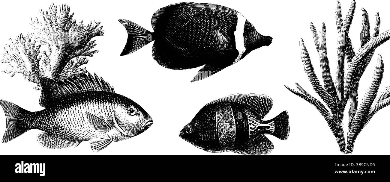 Vintage engraved illustration of tropical fish and coral set for marine ...