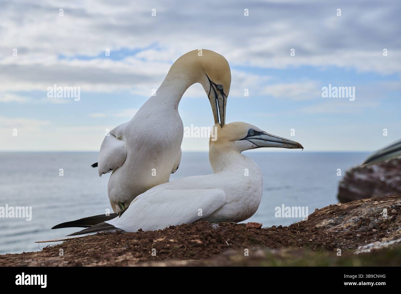 Northern gannet (Morus bassanus) couple having a love game on the cliff ...