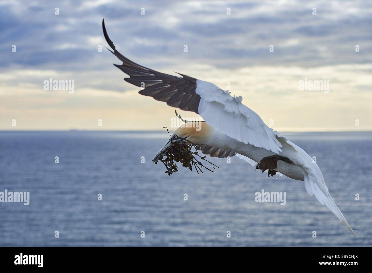 Northern gannet (Morus bassanus) flying over the sea with rivet ...